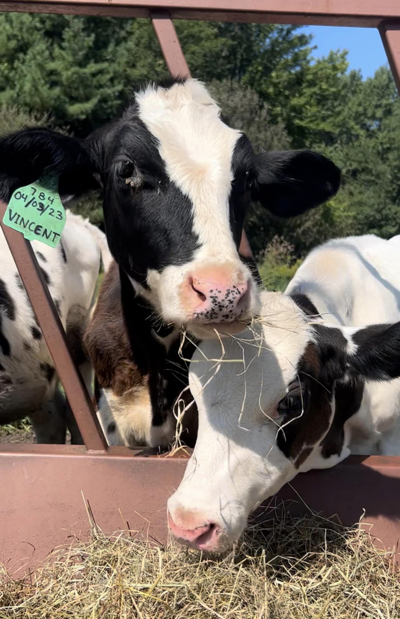 The Resiliency of New England's Dairy Farms - InsideLowell