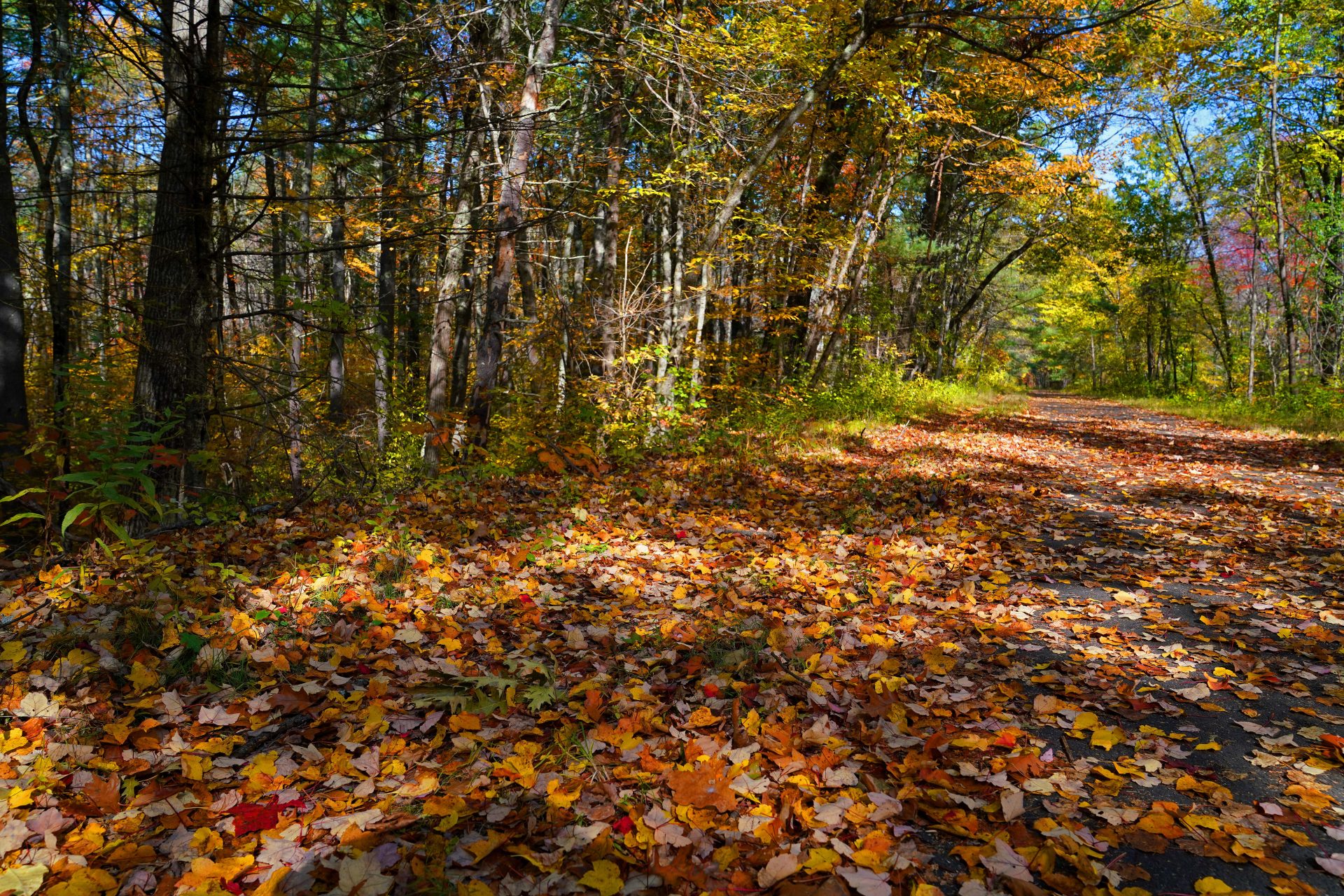 Local Forest on State's Interactive Foliage Map - InsideLowell