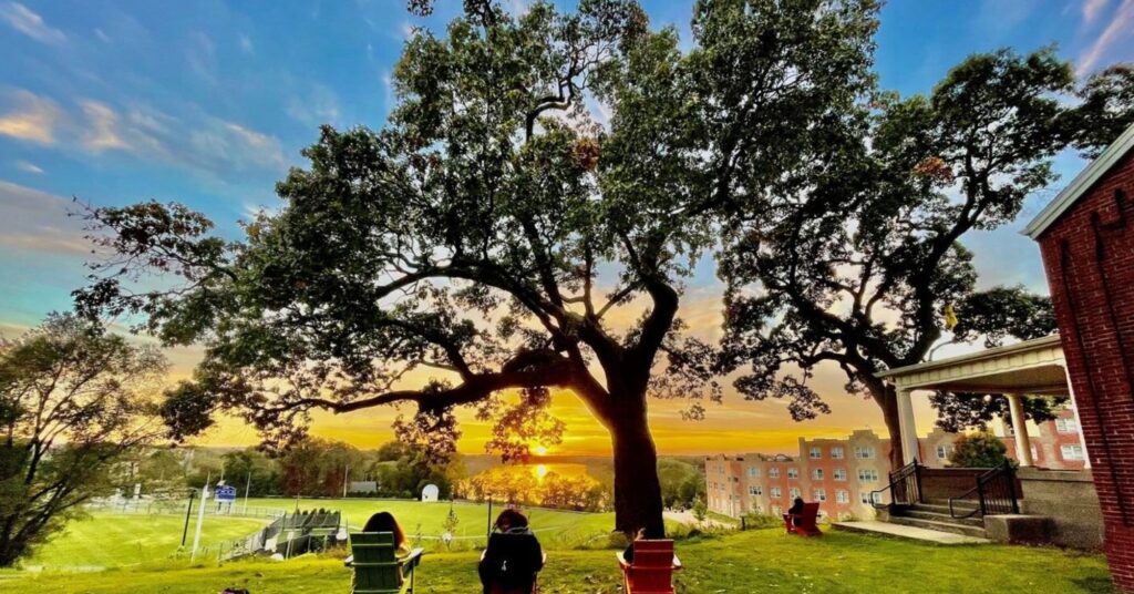 The Future of Trees in Lowell - InsideLowell